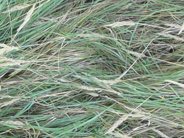 long green grass texture 0005 - Texturelib